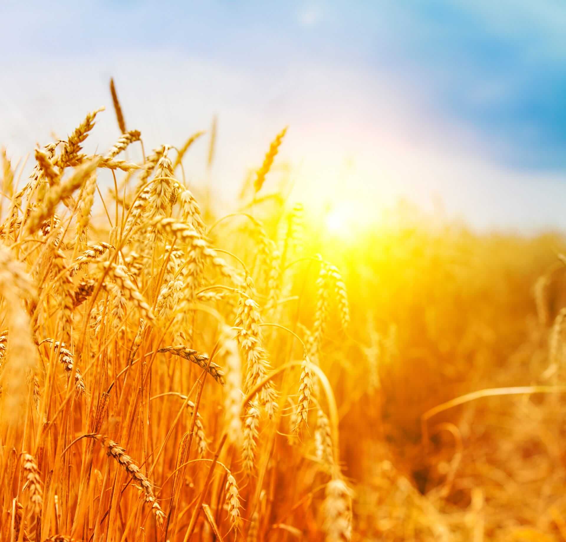 max_about_header-1 (1) | Maxim Partners